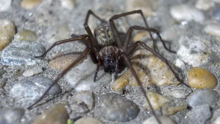 Giant Spider Invasion in the UK, Alert Sounds: What's Happening to the ...